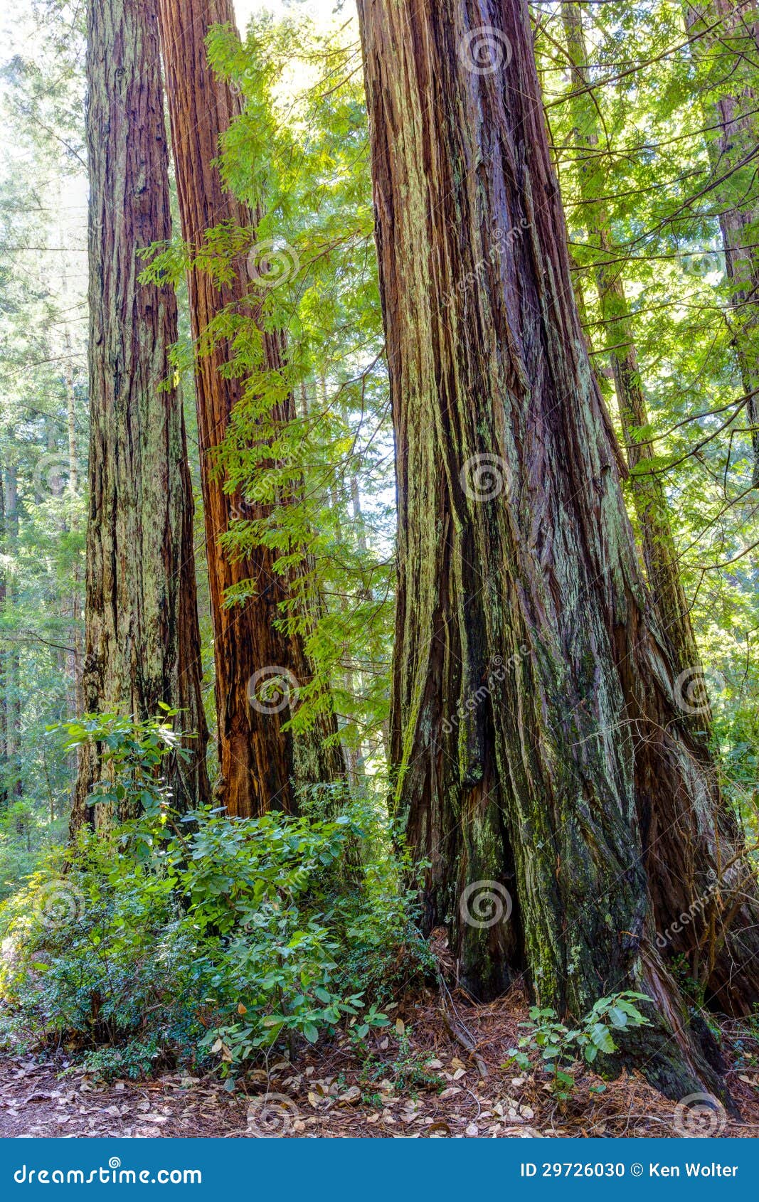 Redwood Sequoia Sempervirens Tree - Stock Photography | CartoonDealer ...
