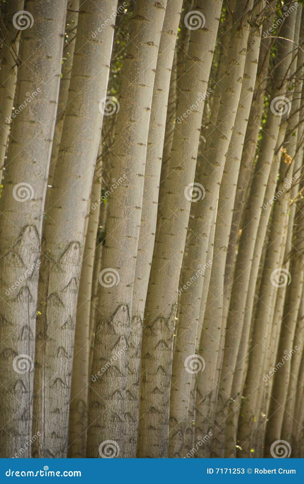 Stand of Cultivated Poplar Trees. Stock Image - Image of plants, lumber ...