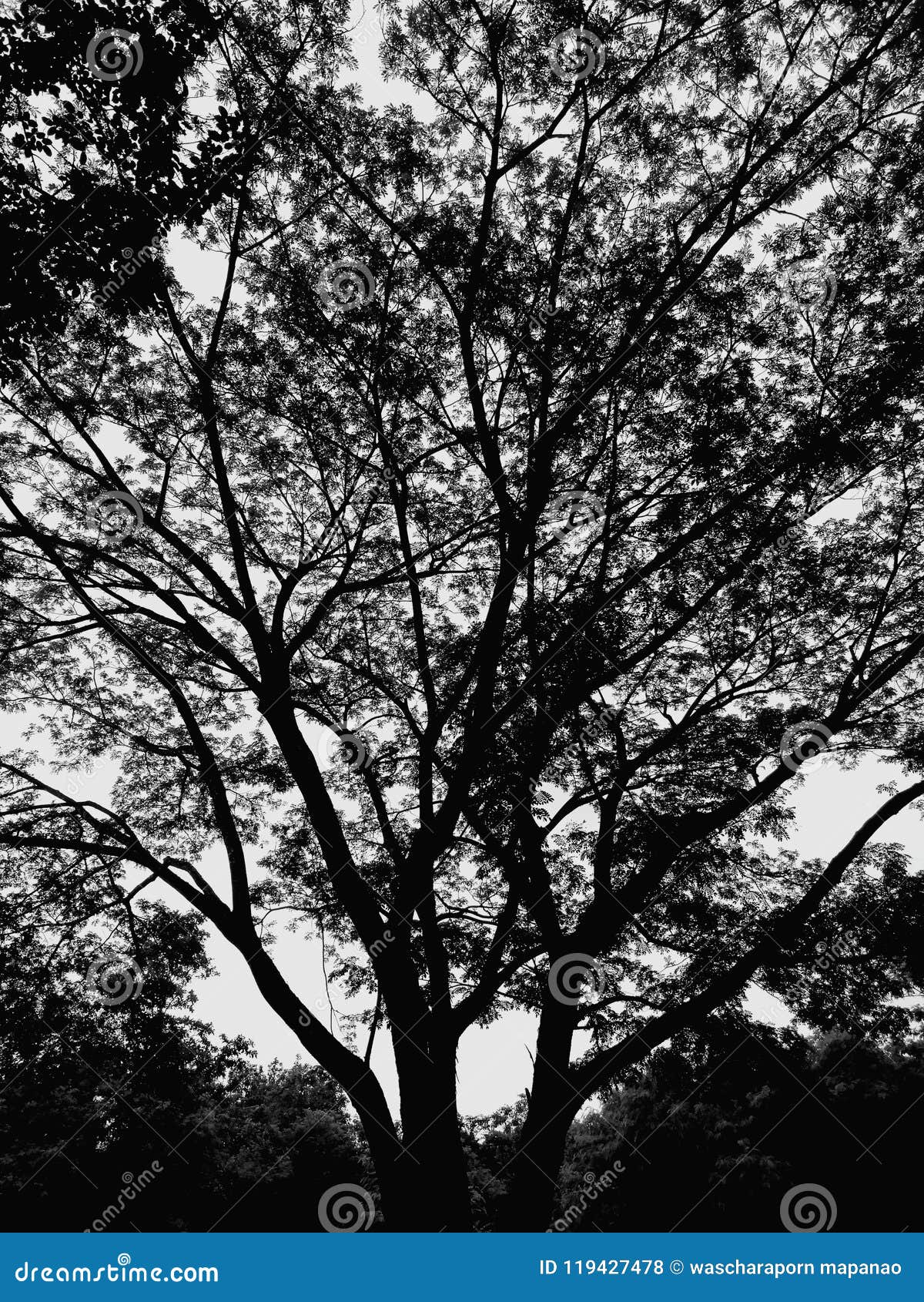 Big black tree stock photo. Image of great, last, stay - 119427478