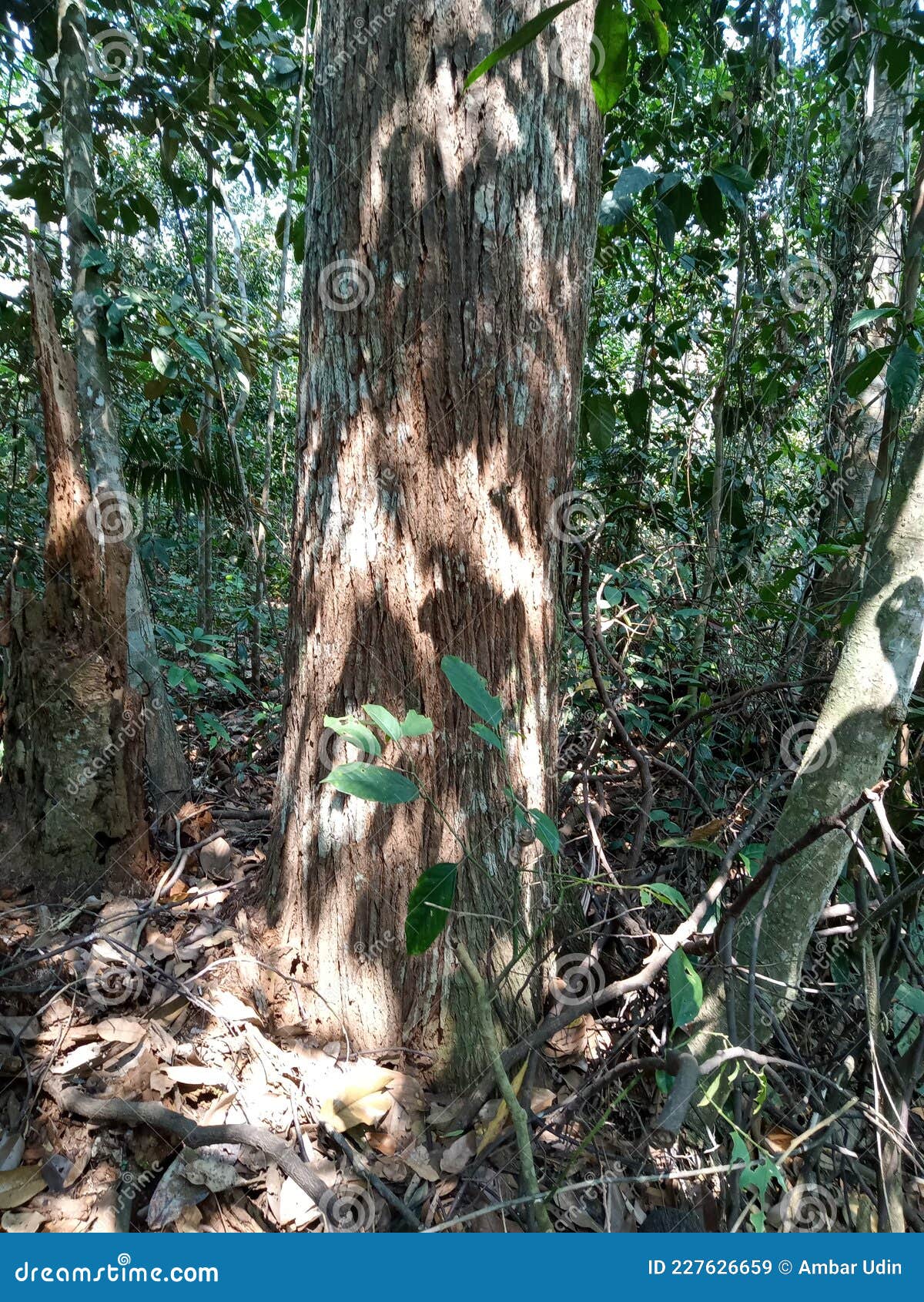 Stand Firm Like an Upright Treeï¿¼ Stock Image - Image of stand, like ...