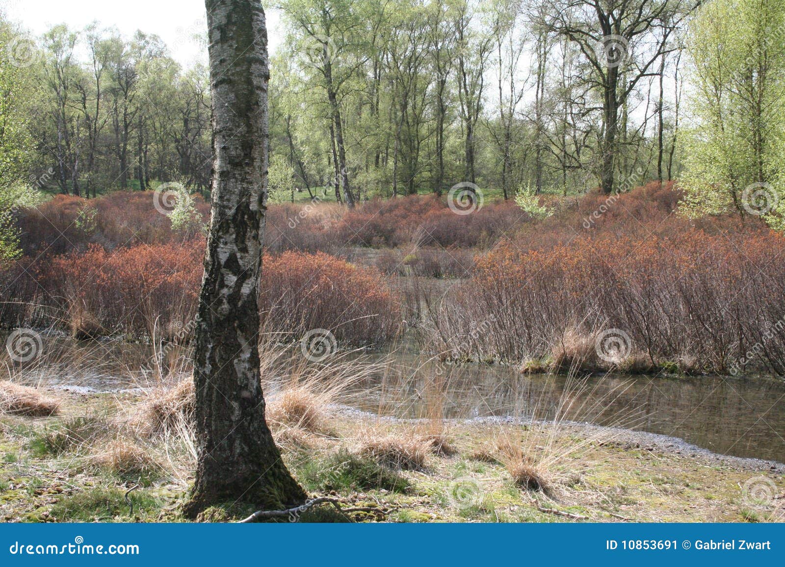 Stand Hamert De Myrte De Marais Image stock - Image du marécage, myrte ...