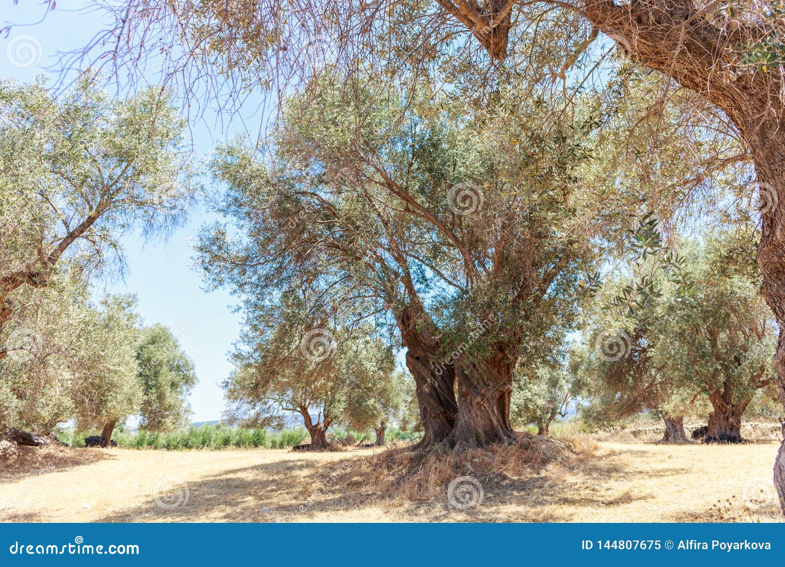 A Stand of Old Olive Trees Plantation Stock Image - Image of ...
