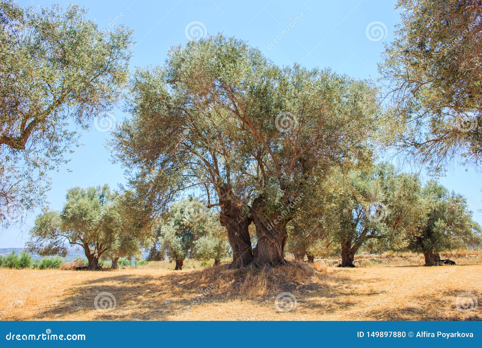 A Stand of Old Olive Trees Plantation Stock Photo - Image of ...