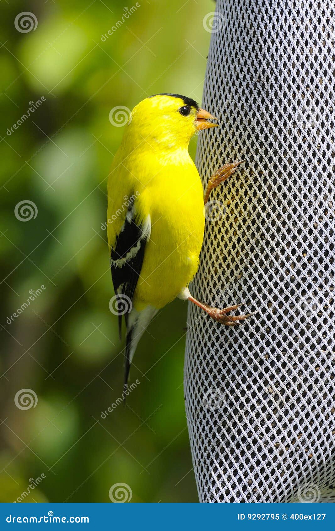 Stand Out stock image. Image of nature, feeder, feed, outdoors - 9292795