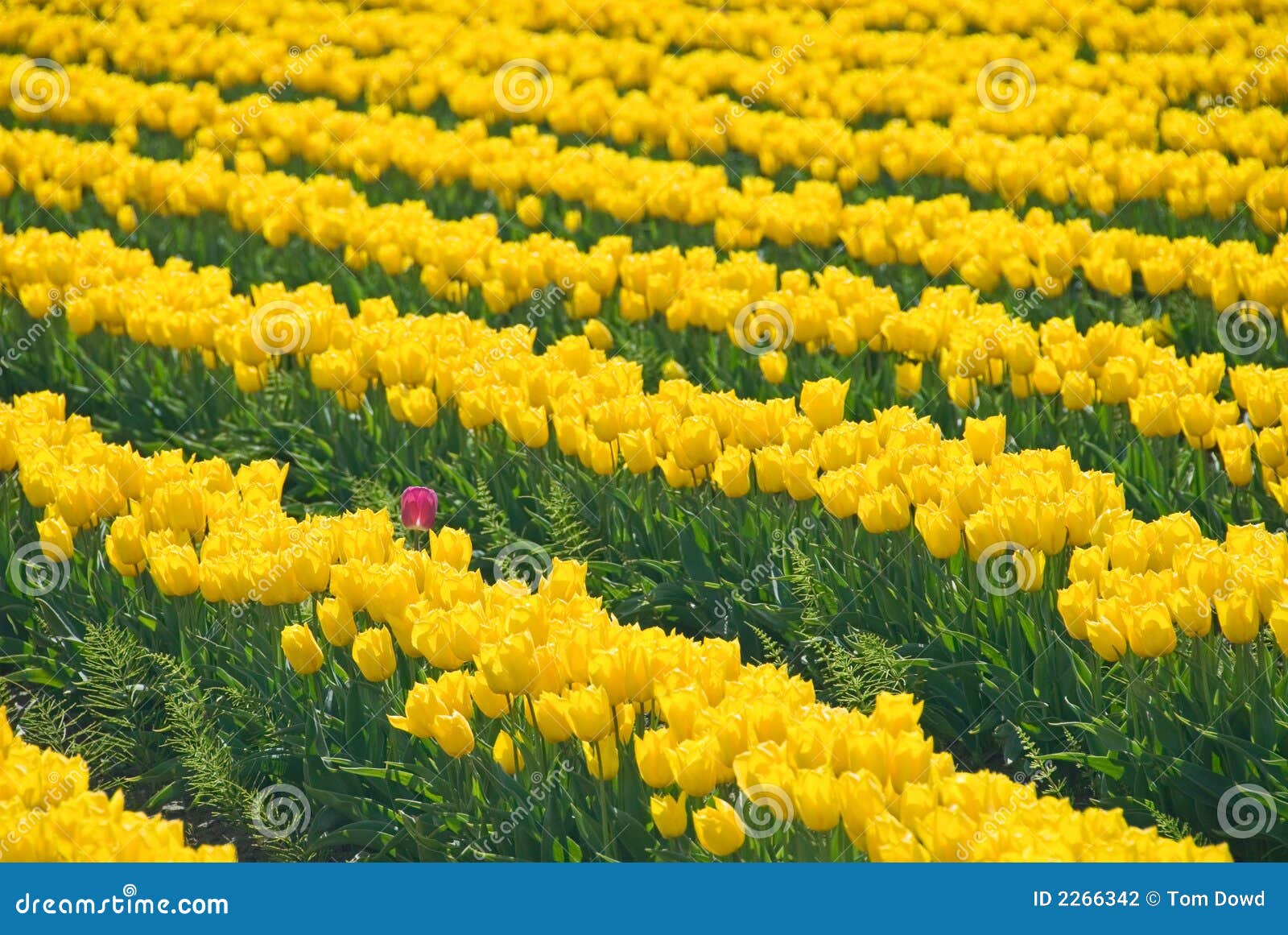Stand Out Tulip stock photo. Image of yellow, farm, colors - 2266342