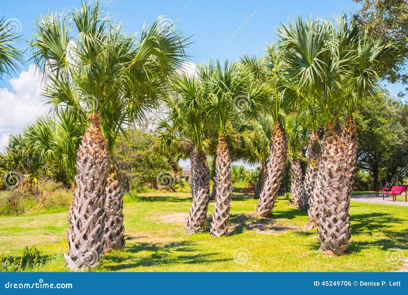 Stand of Palm Trees stock photo. Image of island, university - 45249706
