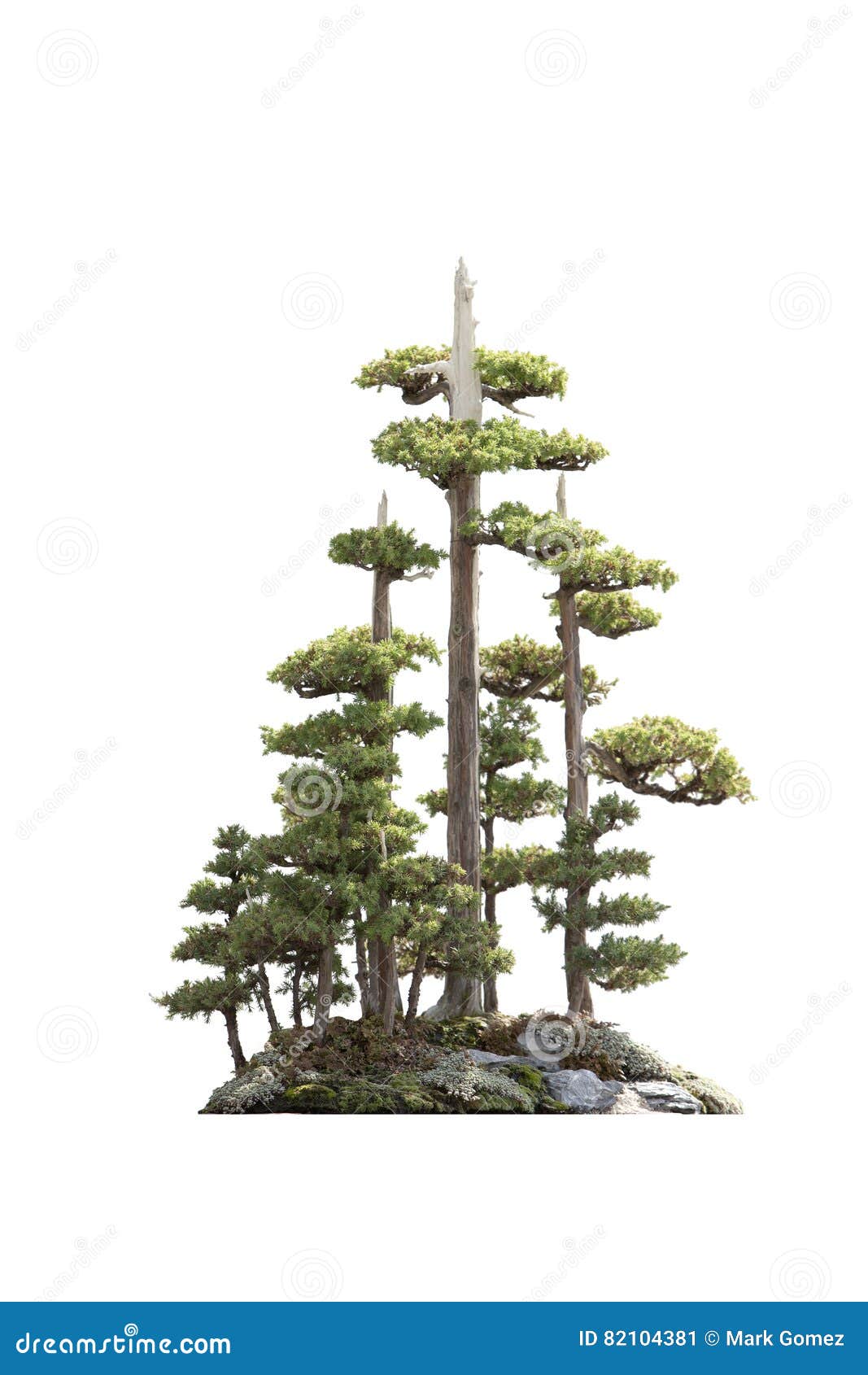 Stand of Pine Trees, Isolated Stock Image - Image of huge, green: 82104381