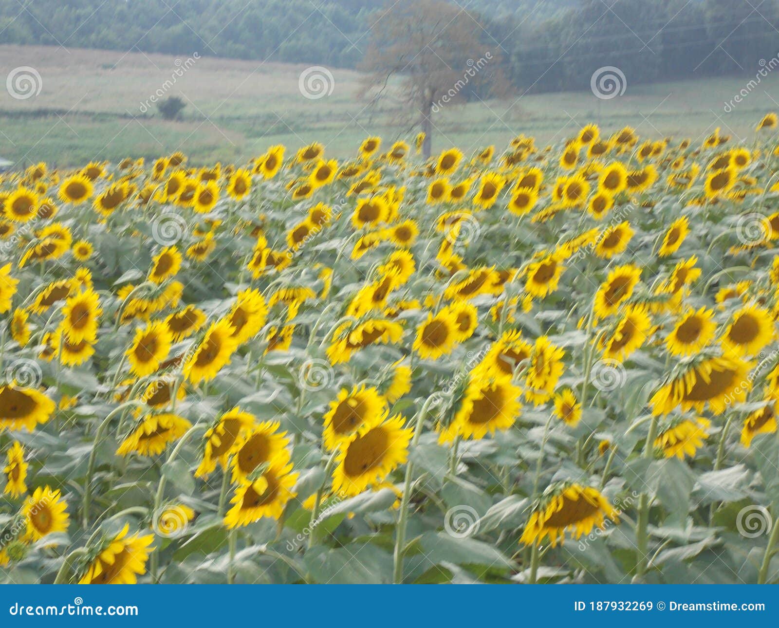 Stand tall sunflower stock image. Image of prairie, nature - 187932269