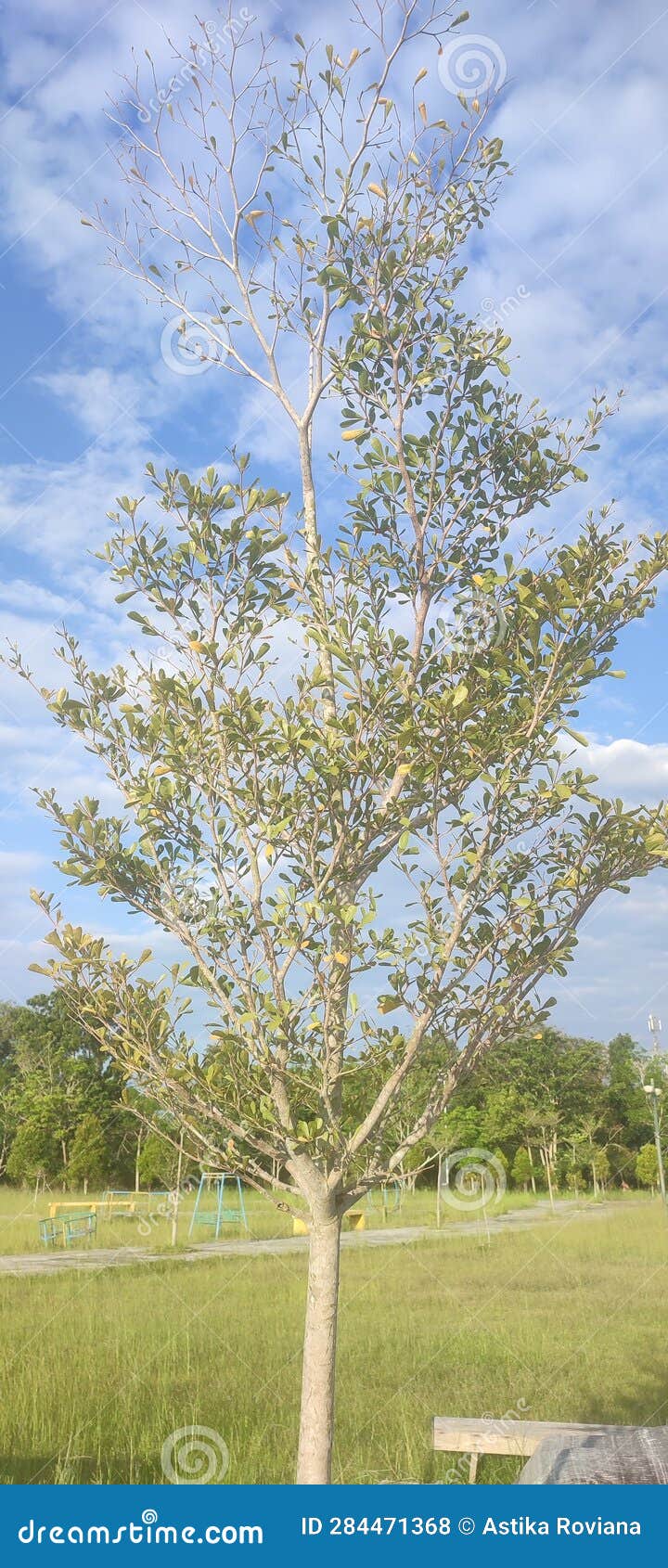 Stand Tall Tree Yellow Sky and Cloud Stock Photo - Image of yellow ...