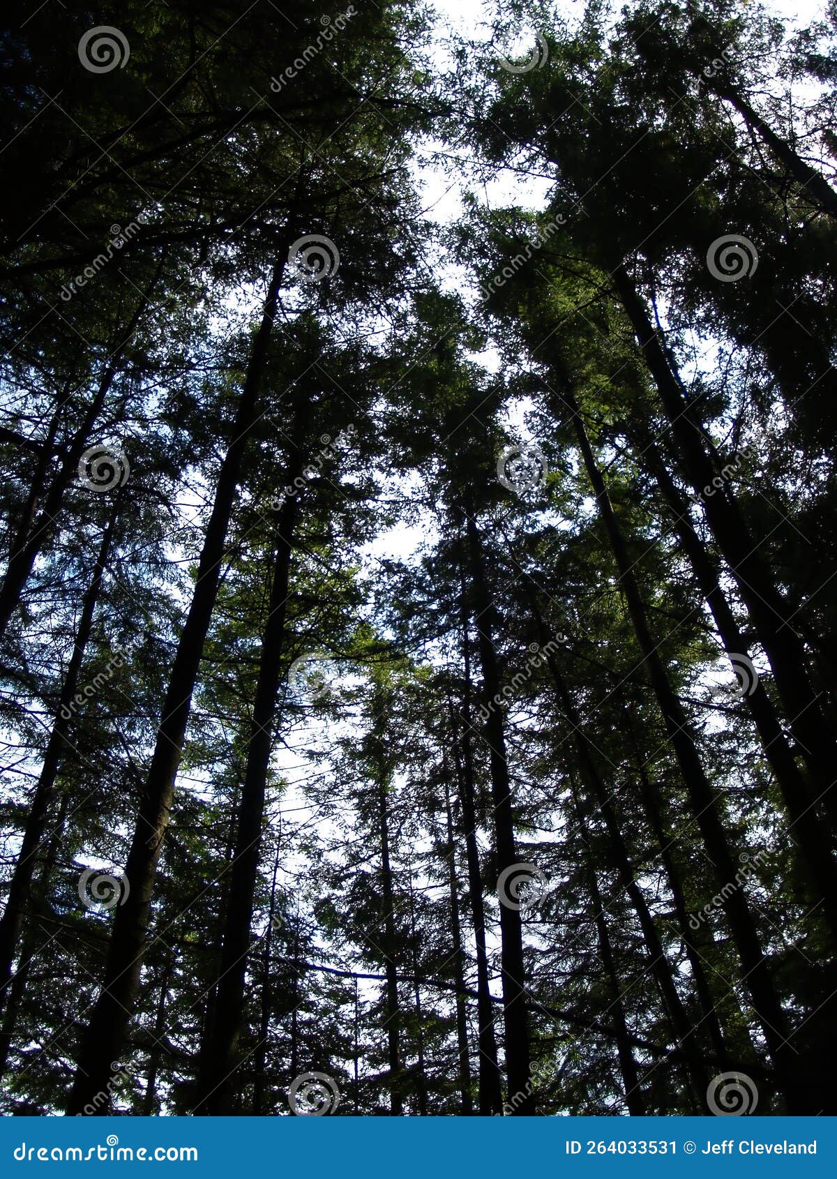 Stand of Tall Trees with Cloudy Sky Stock Image - Image of nature ...
