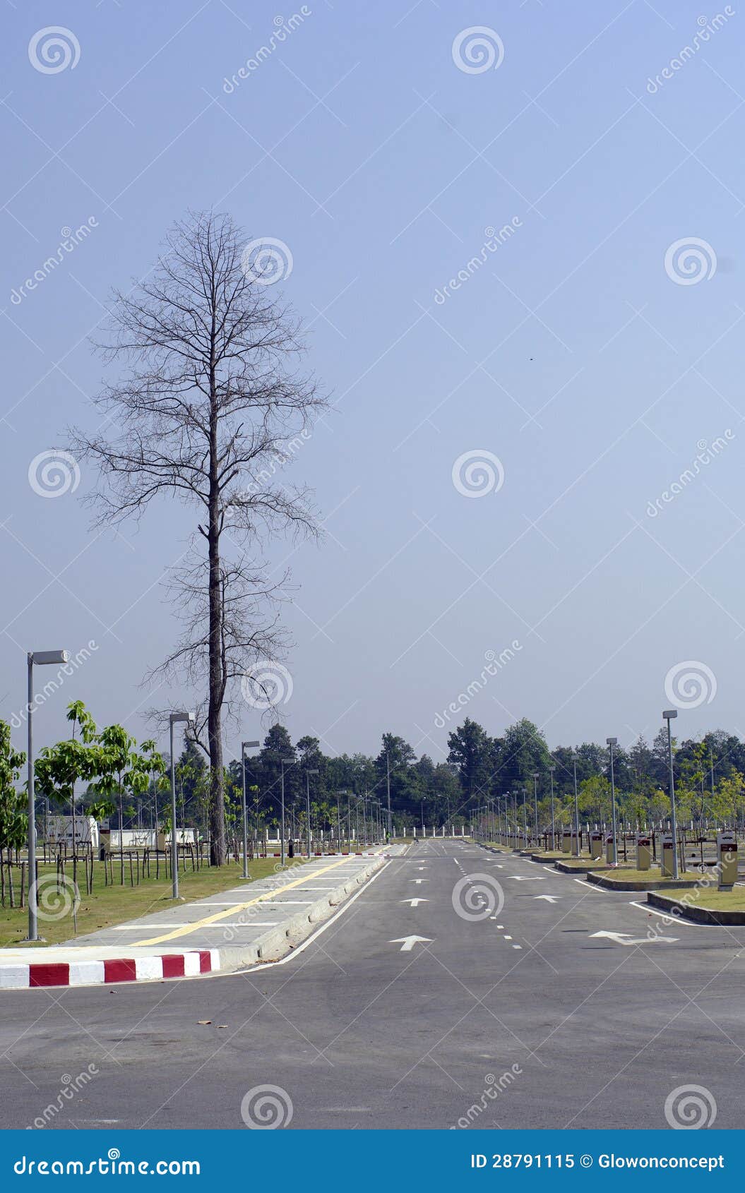 Stand tree beside a road stock image. Image of trees - 28791115