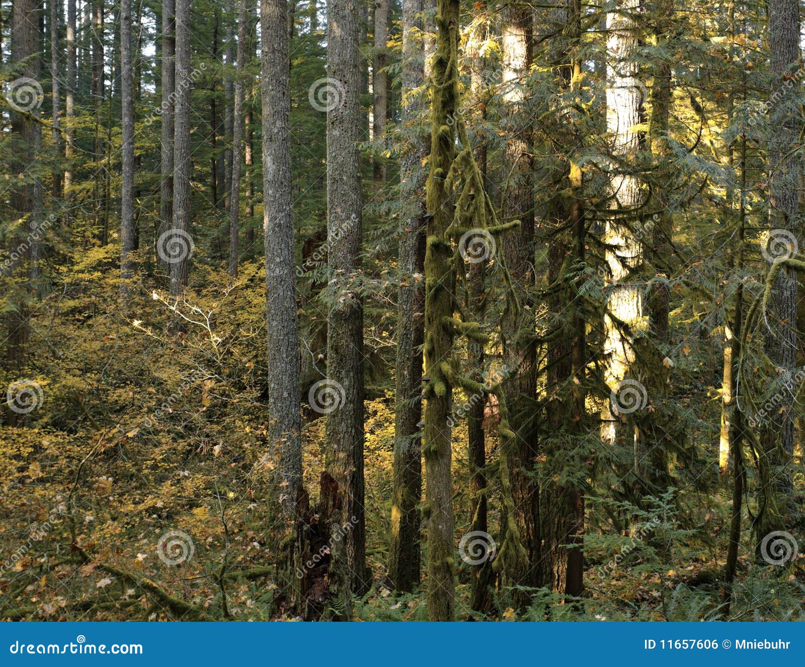 Stand of Trees Along a Forested Hiking Trail Stock Photo - Image of ...