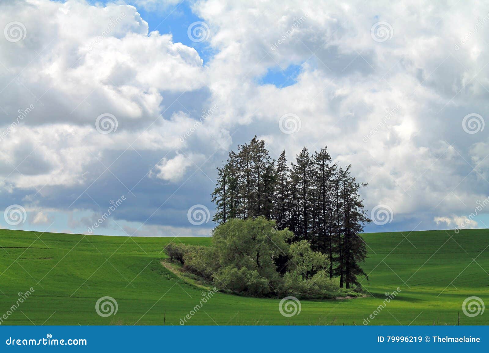 A Stand of Trees in the Middle of Rolling Farm Fields Stock Image ...