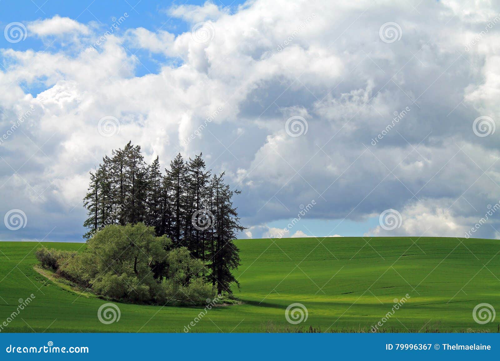 A Stand of Trees in the Middle of Rolling Farm Fields Stock Image ...
