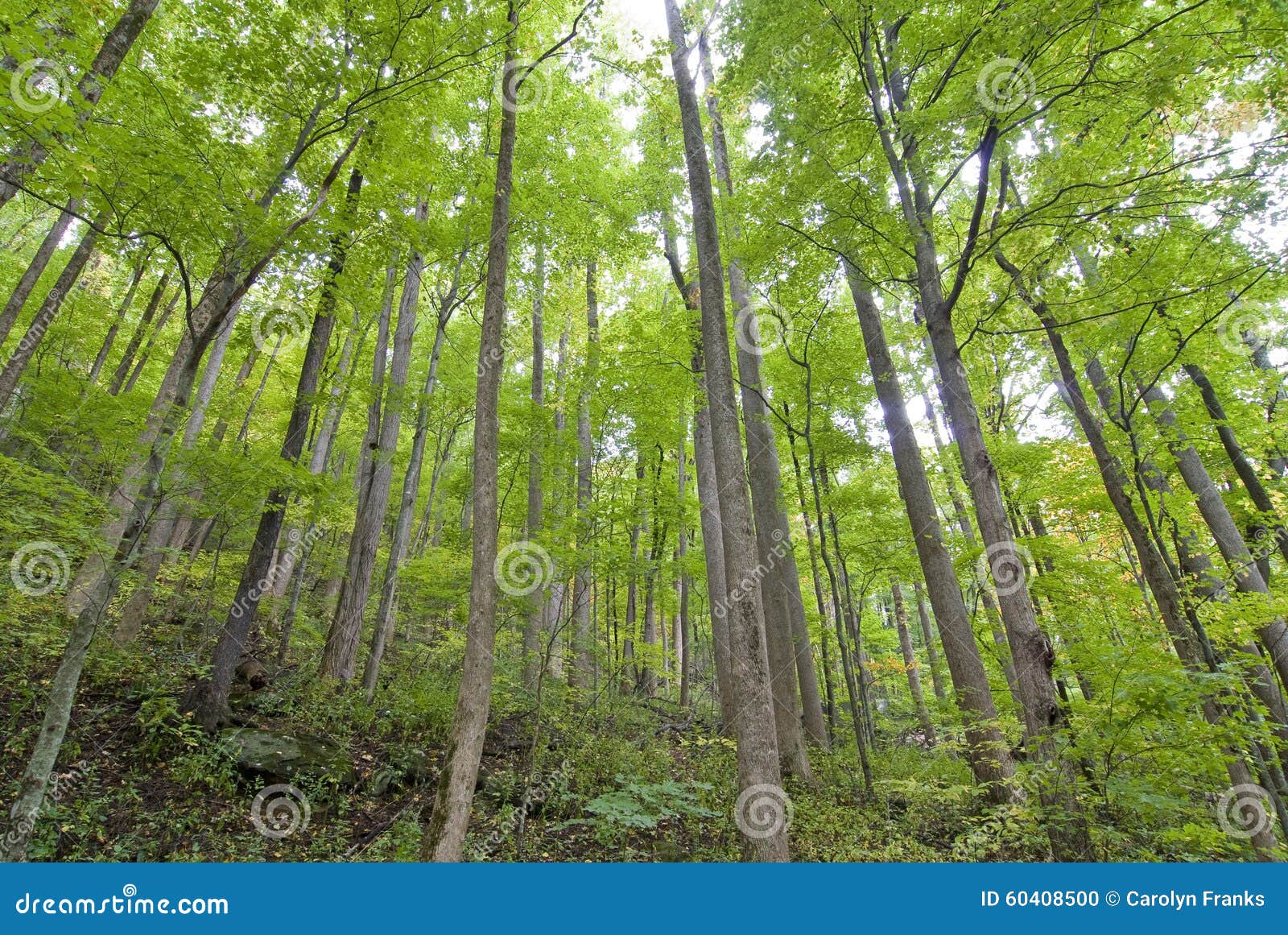 Young Trees Growing In A Sunny Place In A Dense Forest Royalty-Free ...