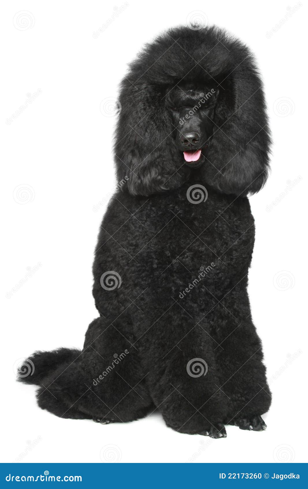 Standaard Poedel Op Een Witte Achtergrond Stock Foto - Image of zwart ...