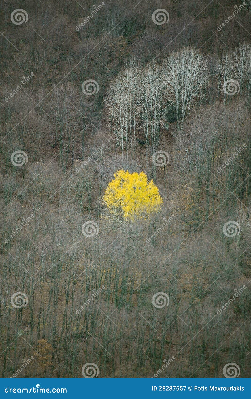 Standalone birch tree stock image. Image of autumnal - 28287657