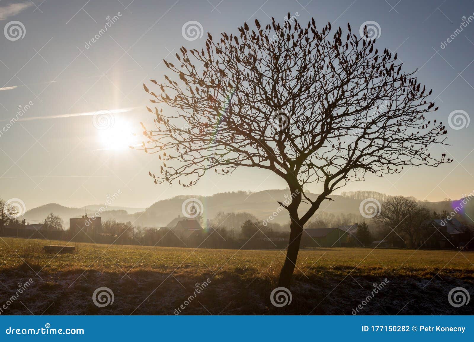 Standalone Branched Tree in the Fields with the Village in the Morning ...
