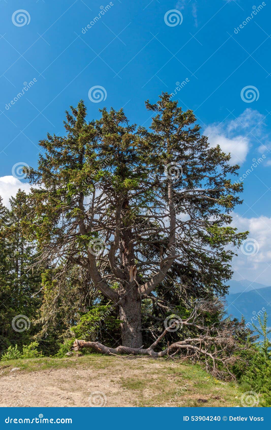 Standalone tree (conifer) stock photo. Image of plant - 53904240