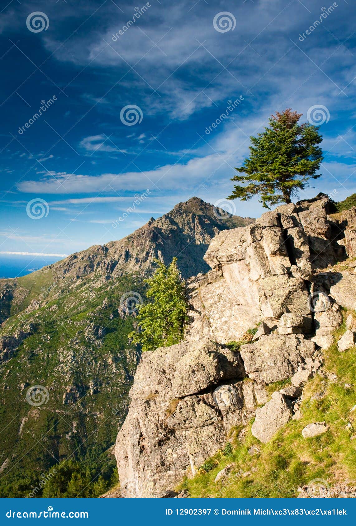 Standalone Tree in the Mountains Stock Image - Image of nature, summit ...