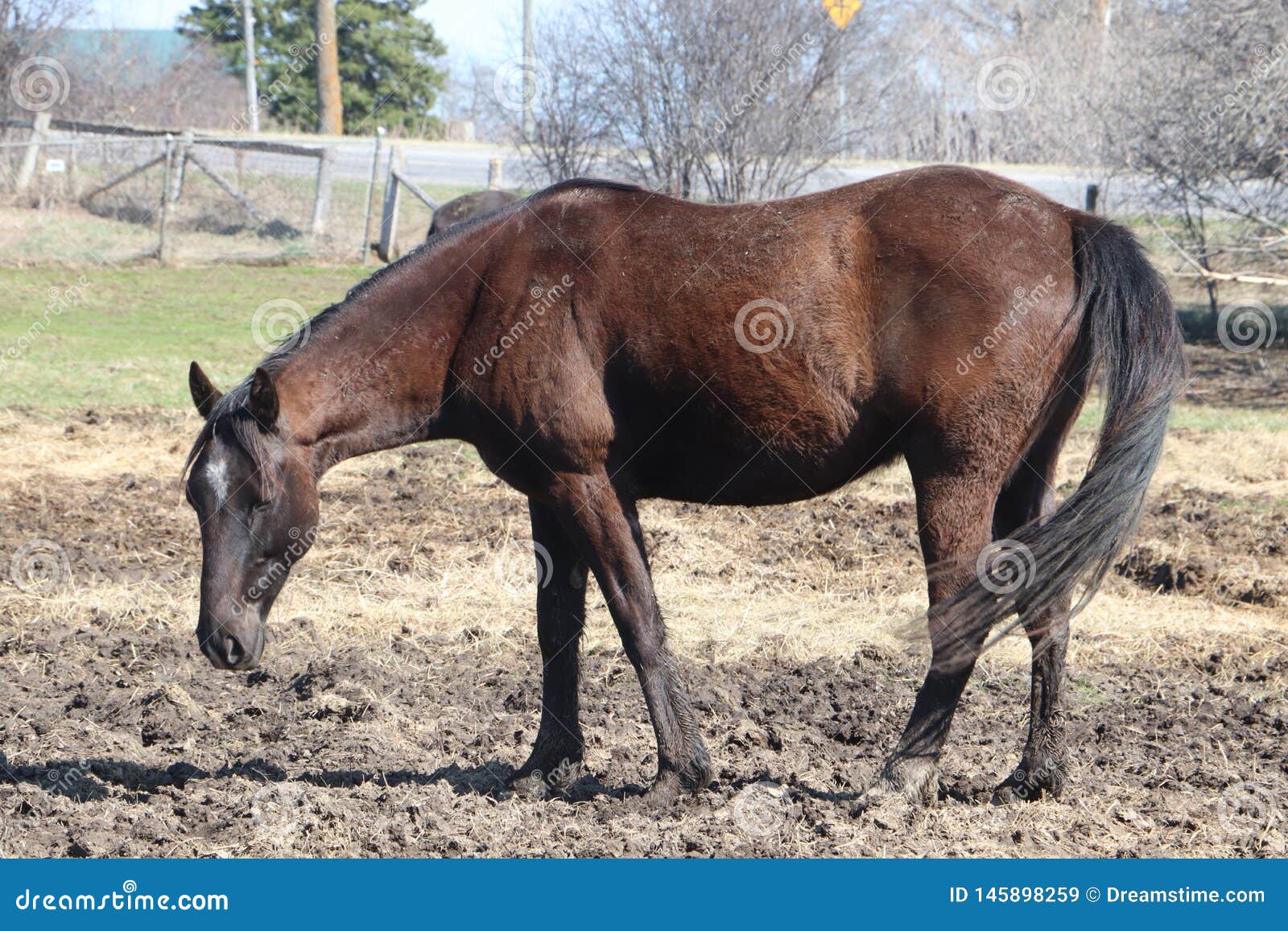 Standard bred horse stock image. Image of farm, equine - 145898259
