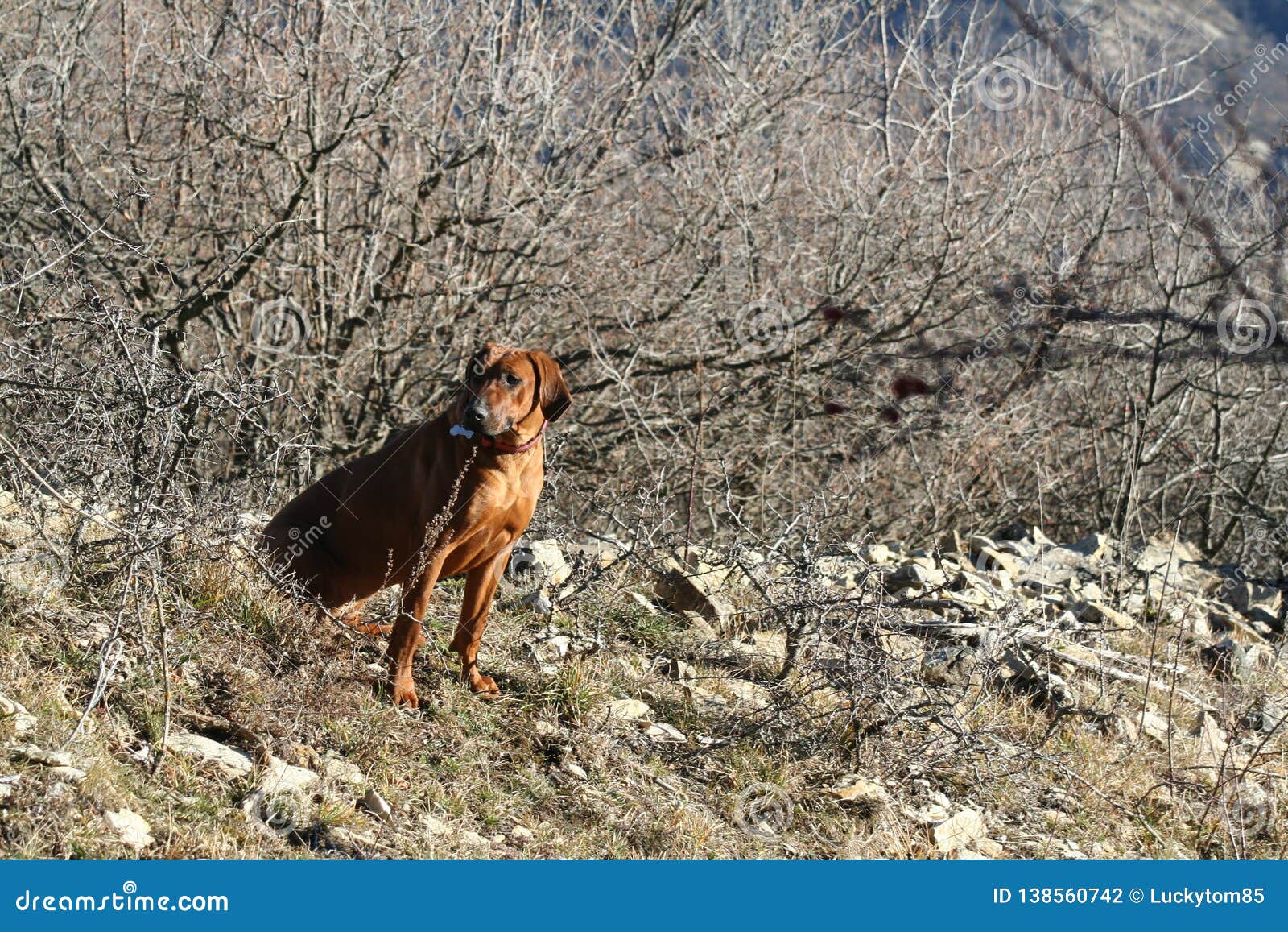 Rhodesian ridgeback stock photo. Image of ridgeback - 138560742
