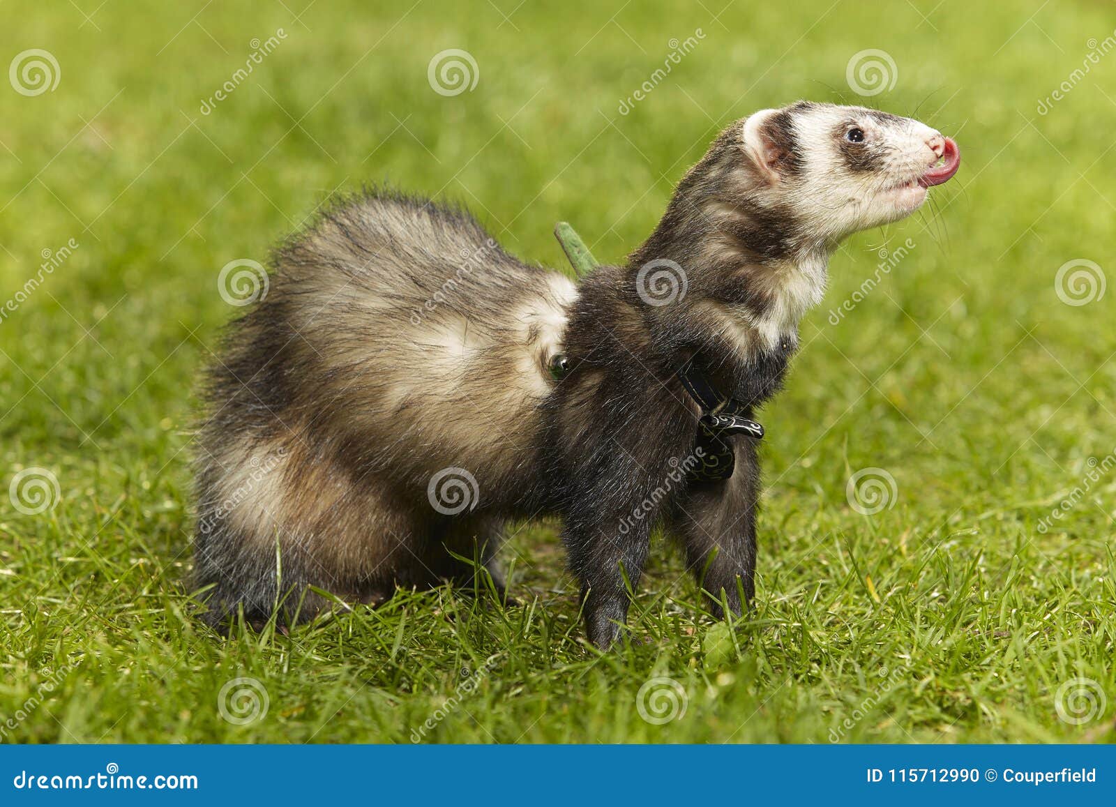 Standard Color Ferret on Fresh Green Grass in Spring Park Stock Photo ...