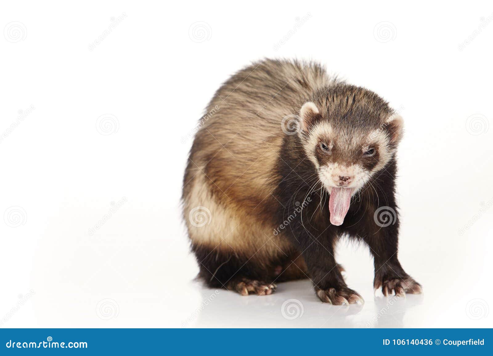 Standard Color Ferret Sitting On Tree And Enjoying Their Walk And Game ...