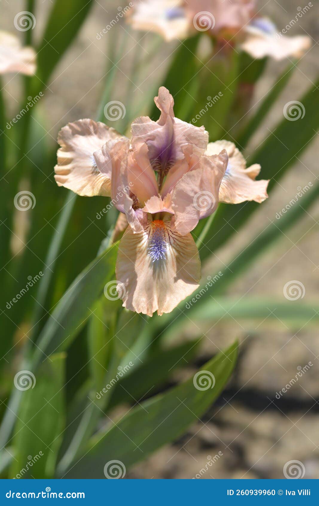Standard Dwarf Bearded Iris Chanted Stock Photo - Image of flower ... Standard Dwarf Bearded Iris Chanted Stock Photo - Image of flower ...