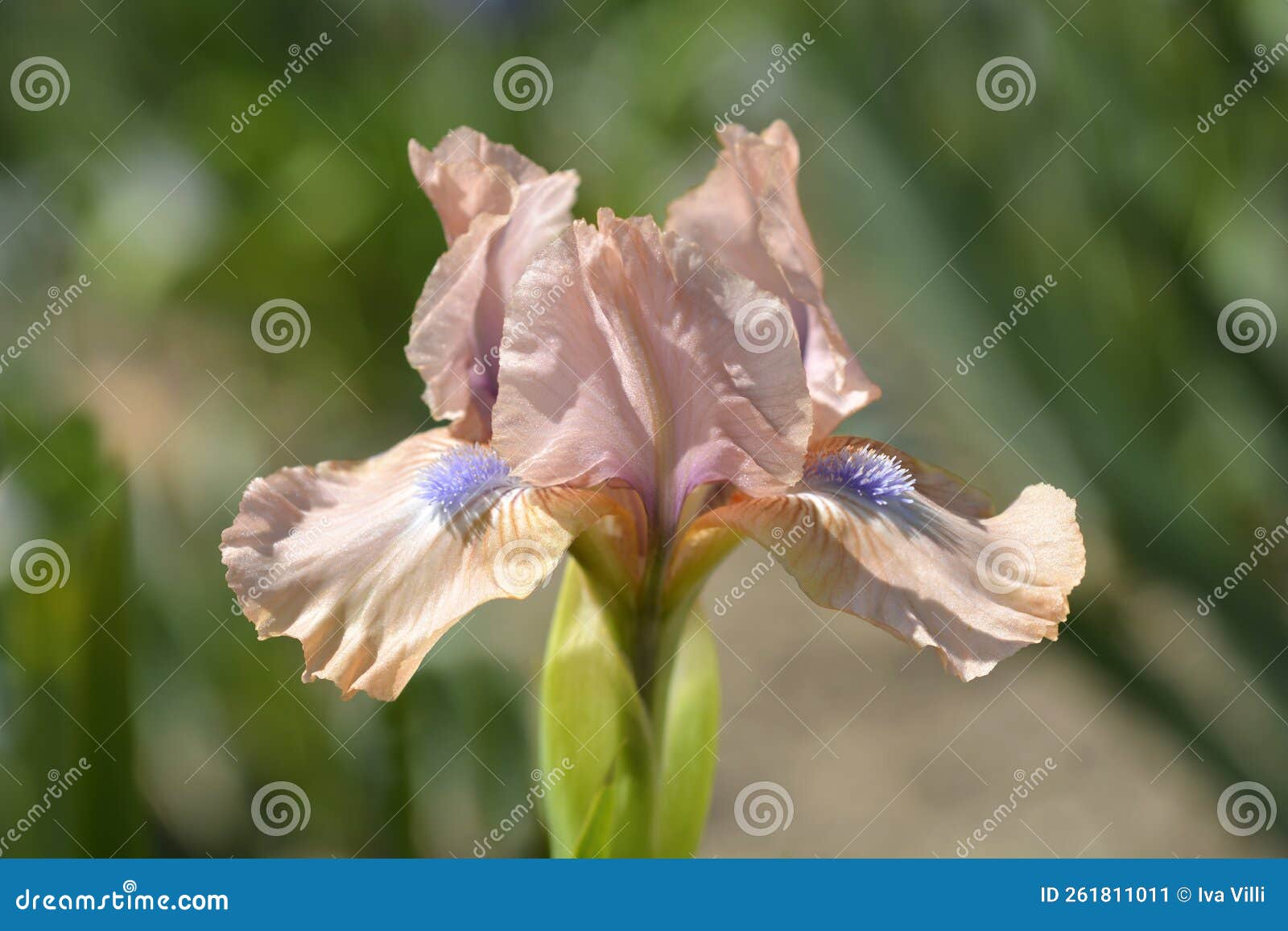 Standard Dwarf Bearded Iris Chanted Stock Image - Image of nature, iris ... Standard Dwarf Bearded Iris Chanted Stock Image - Image of nature, iris ...