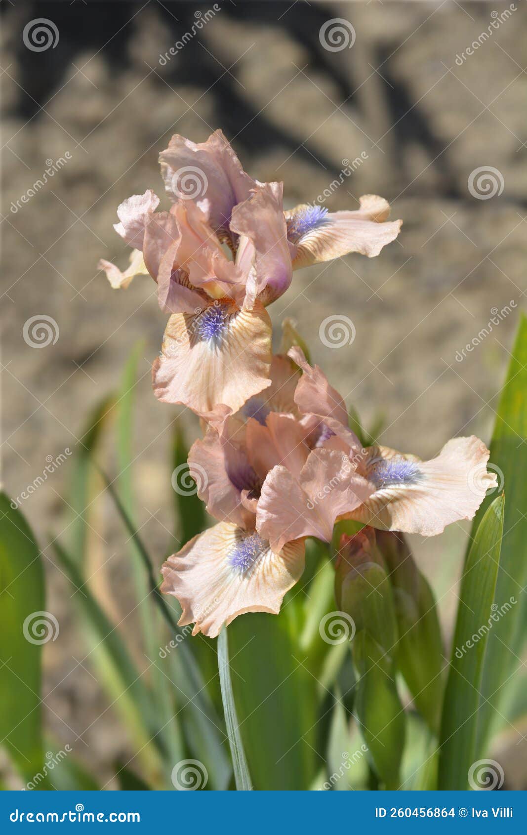 Standard Dwarf Bearded Iris Chanted Stock Photo - Image of iris, flower ... Standard Dwarf Bearded Iris Chanted Stock Photo - Image of iris, flower ...