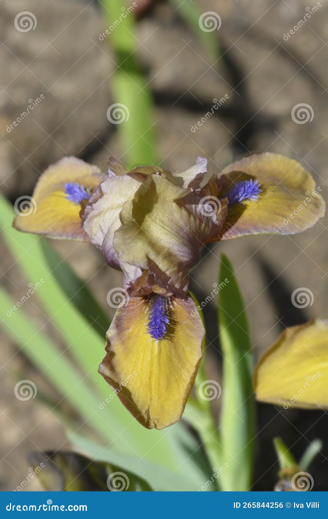 Standard Dwarf Bearded Iris Gingerbread Man Stock Photo - Image of ...