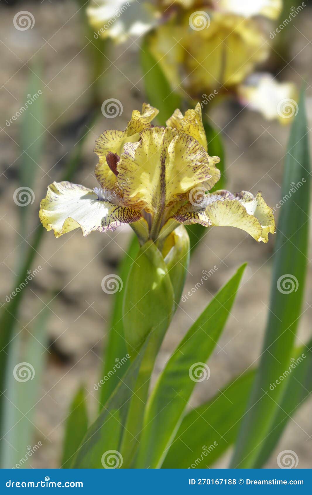 Standard Dwarf Bearded Iris Look Inside Stock Photo - Image of bearded ...