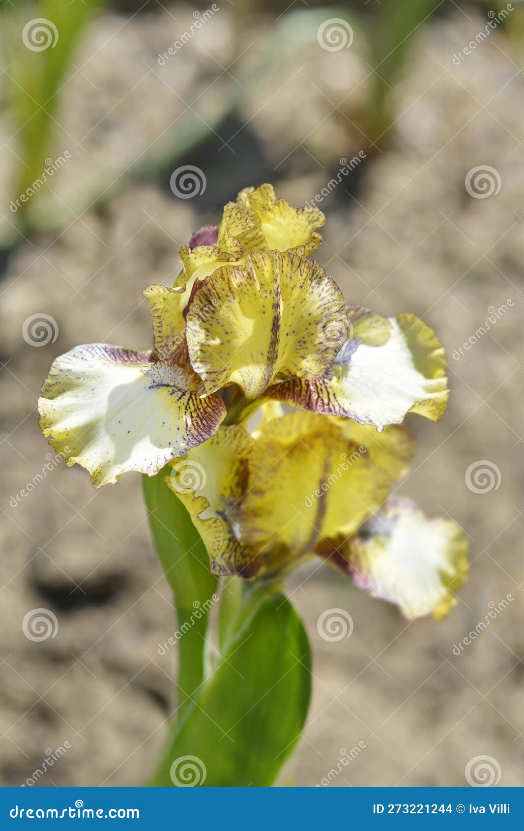 Standard Dwarf Bearded Iris Look Inside Stock Photo - Image of outdoors ...