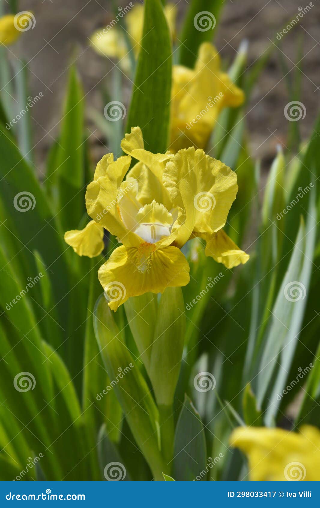Standard Dwarf Bearded Iris Rabbits Foot Stock Image - Image of green ...