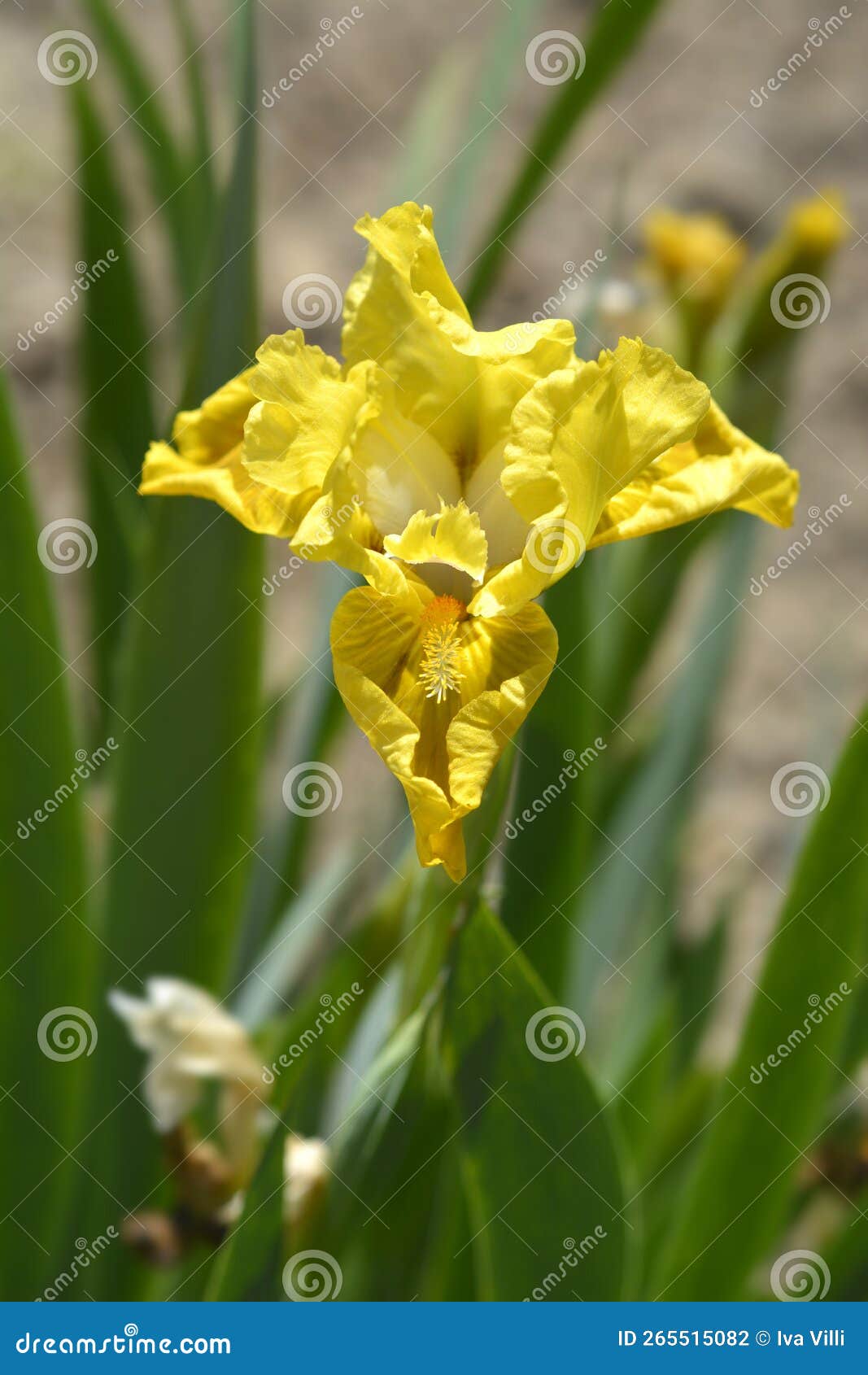 Standard Dwarf Bearded Iris Rabbits Foot Stock Photo - Image of botany ... Standard Dwarf Bearded Iris Rabbits Foot Stock Photo - Image of botany ...