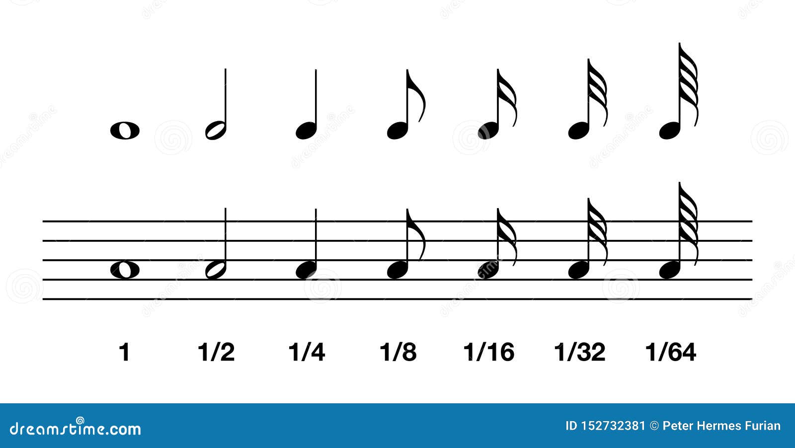 Standard Note Values in Music Notation Stock Vector - Illustration of ...