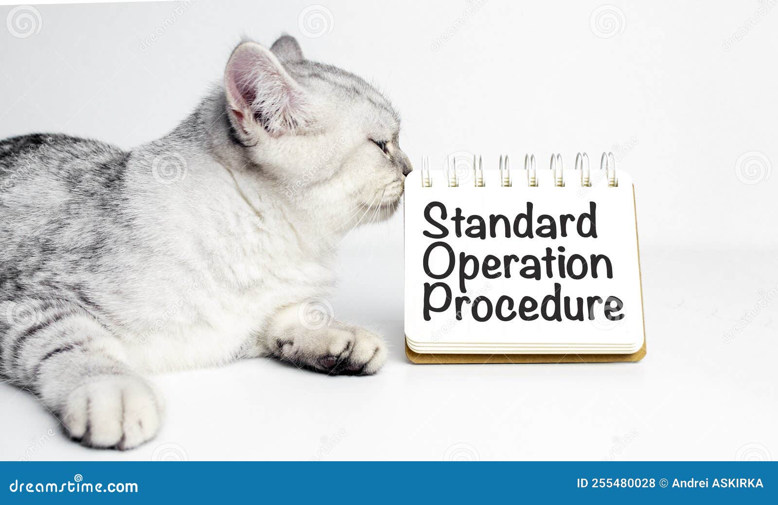 Standard Operating Procedure Words on Notebook and Kitten Stock Photo ...
