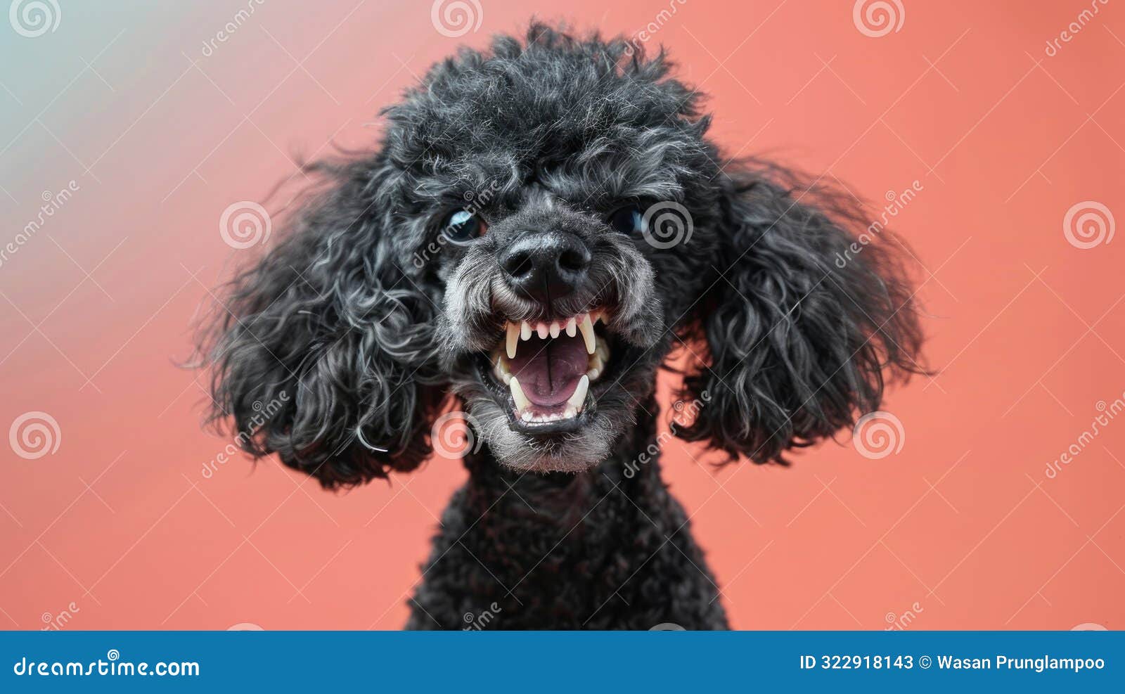 Standard Poodle, Angry Dog Baring Its Teeth, Studio Lighting Pastel ...