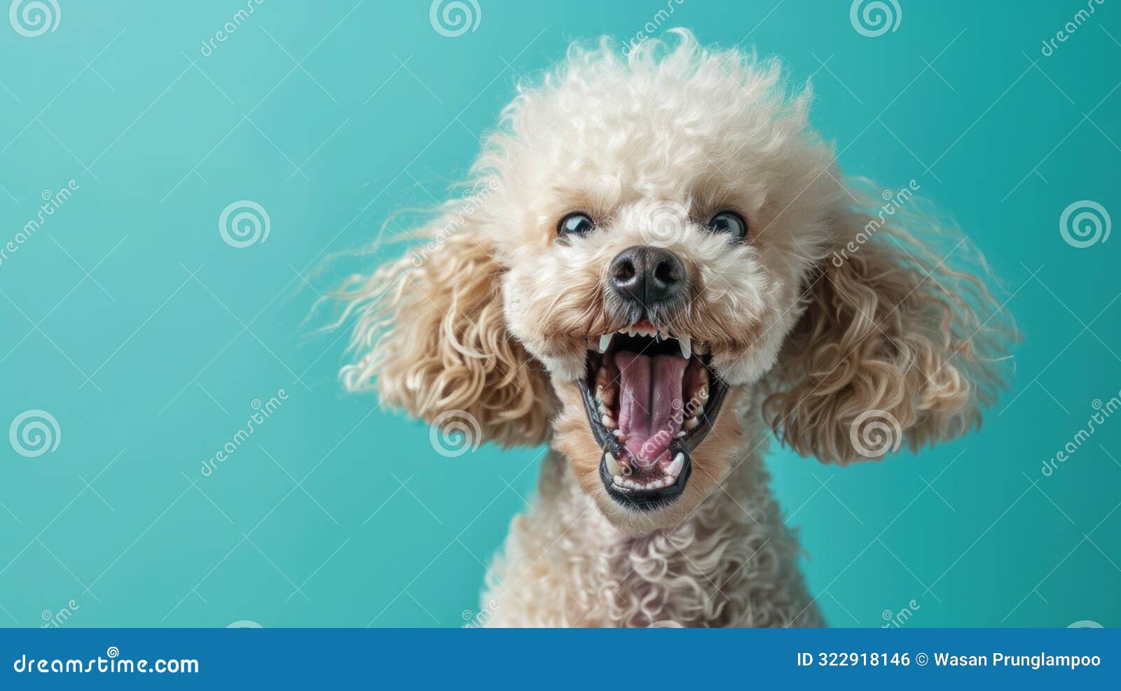 Standard Poodle, Angry Dog Baring Its Teeth, Studio Lighting Pastel ...