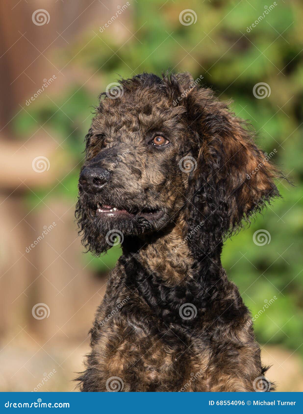 Tan Standard Poodle