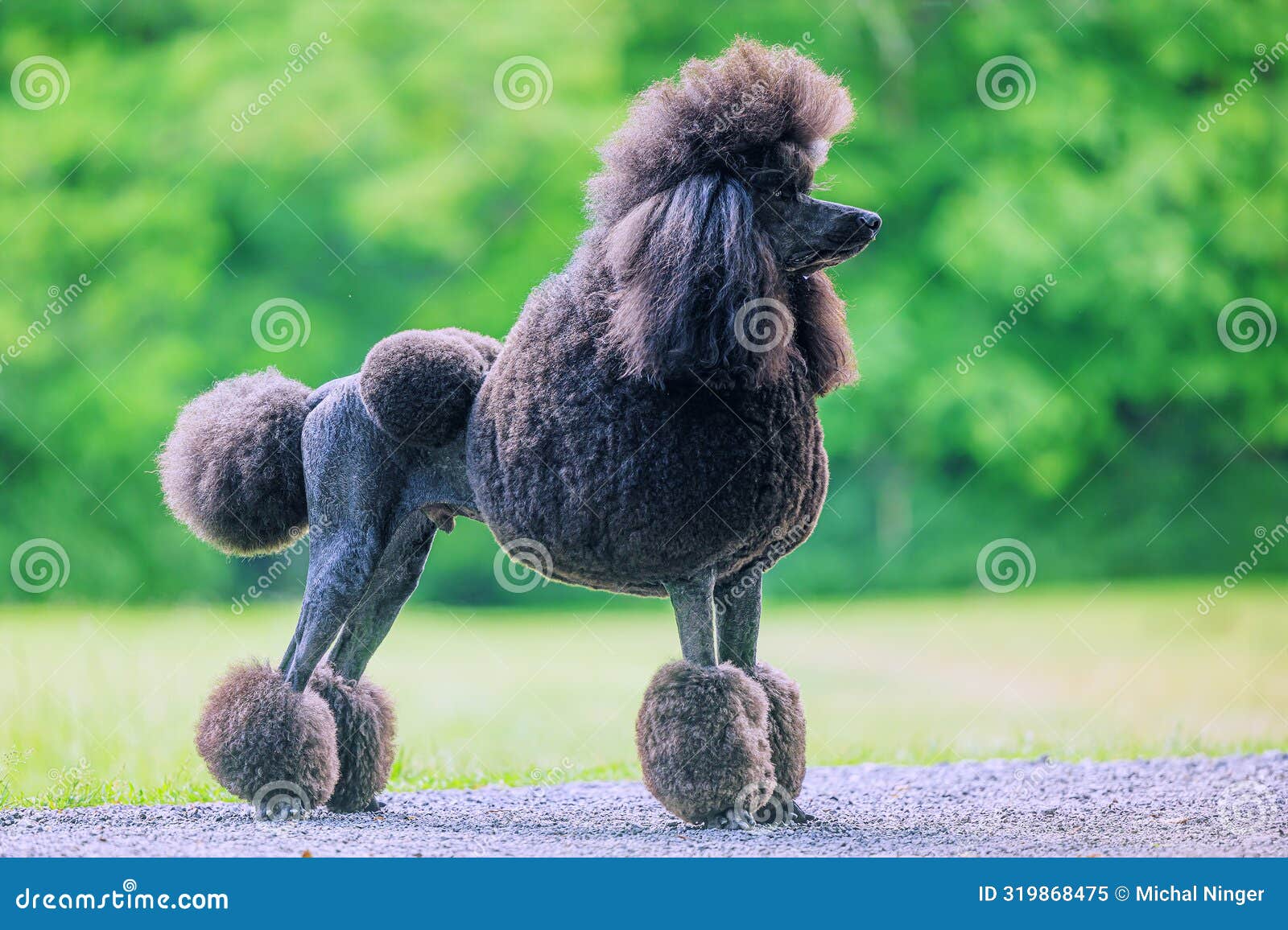 The Standard Poodle in a Show Attitude Stock Image - Image of poodle ...