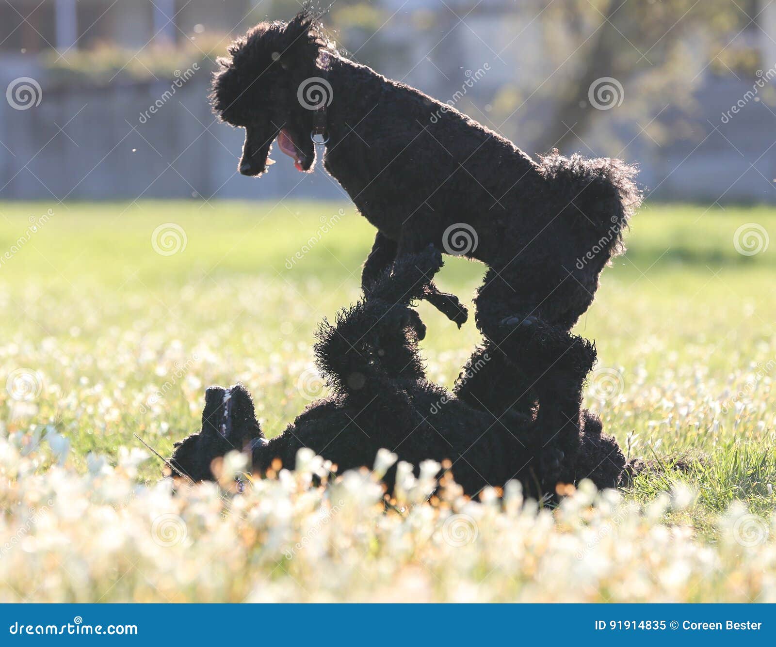 Standard Poodles playing stock image. Image of poodles - 91914835