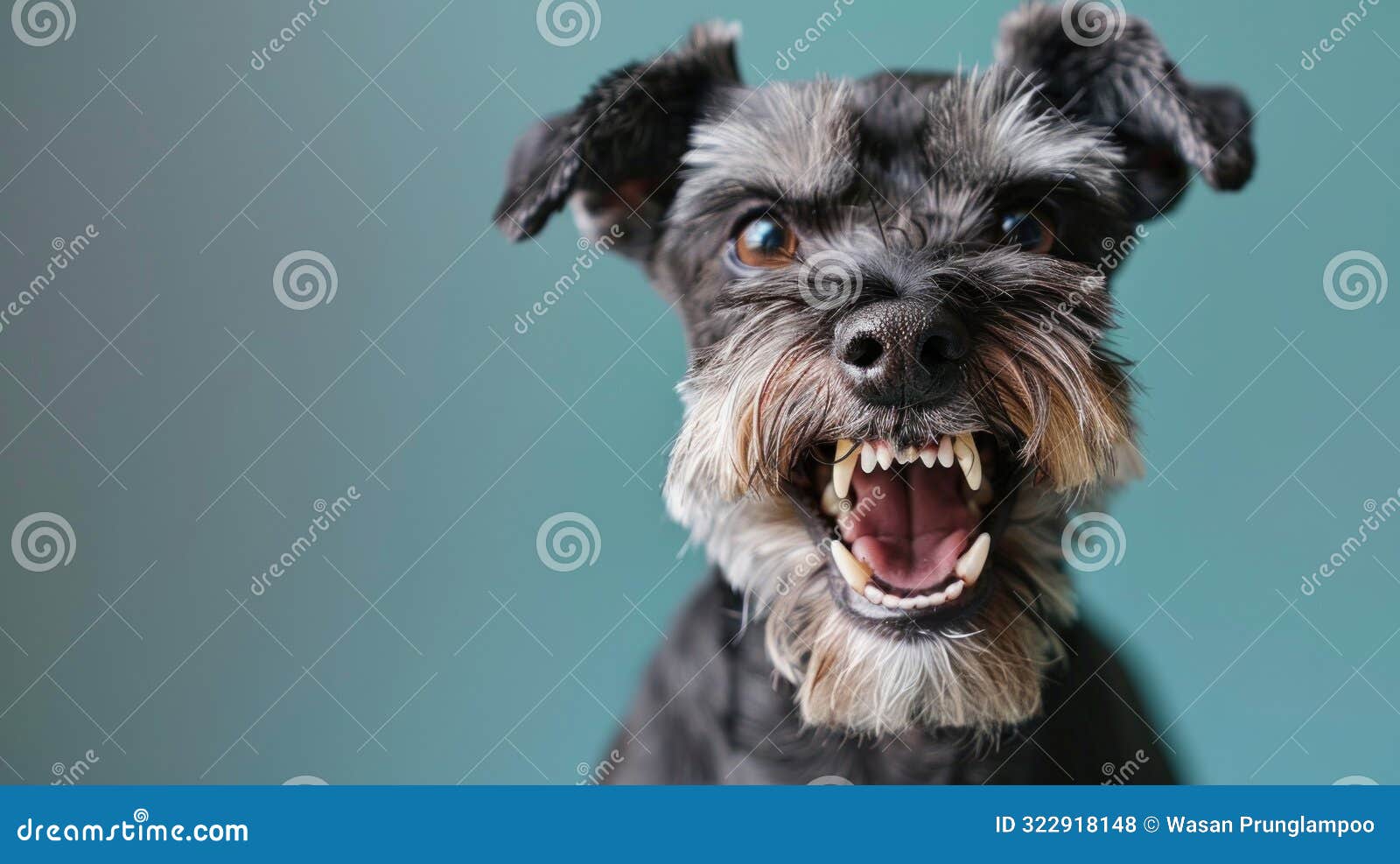 Standard Schnauzer, Angry Dog Baring Its Teeth, Studio Lighting Pastel ...