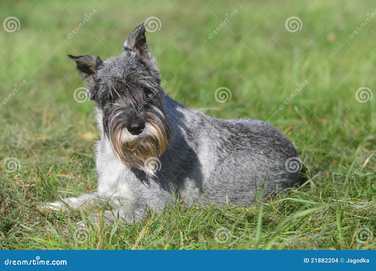Standard Schnauzer (mittelschnauzer) on Grass Stock Photo - Image of ...
