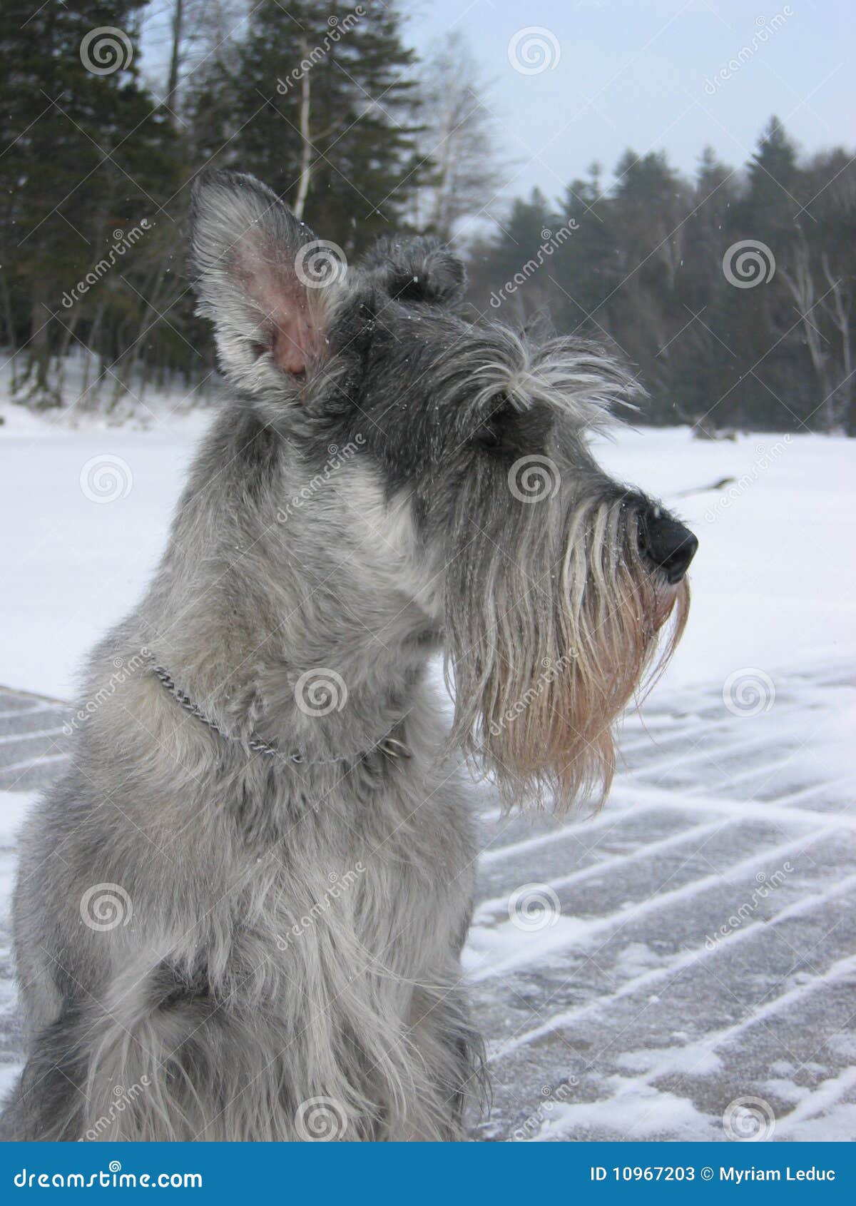 Standard Schnauzer in Winter Stock Image - Image of agile, german: 10967203