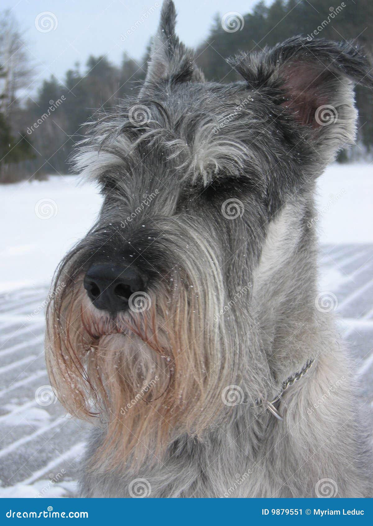 Standard Schnauzer in Winter Stock Image - Image of george, detection ...