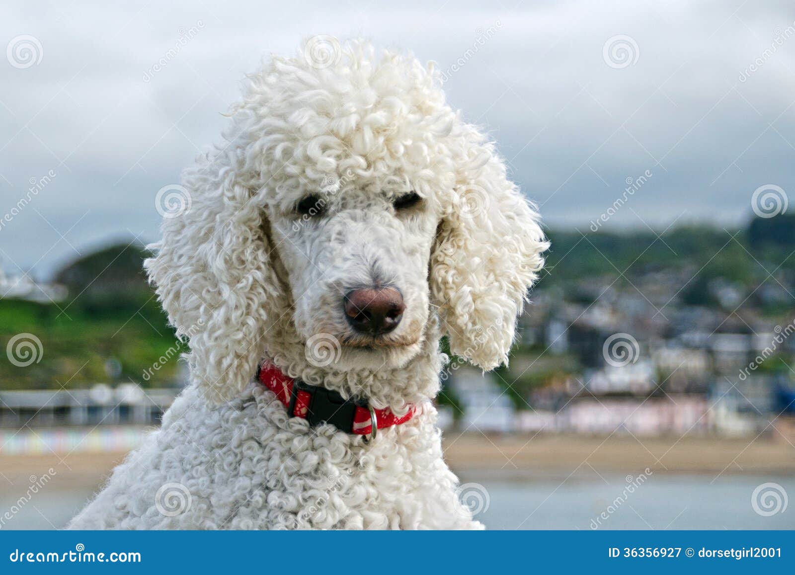 Standard White Poodle Royalty Free Stock Photography - Image: 36356927