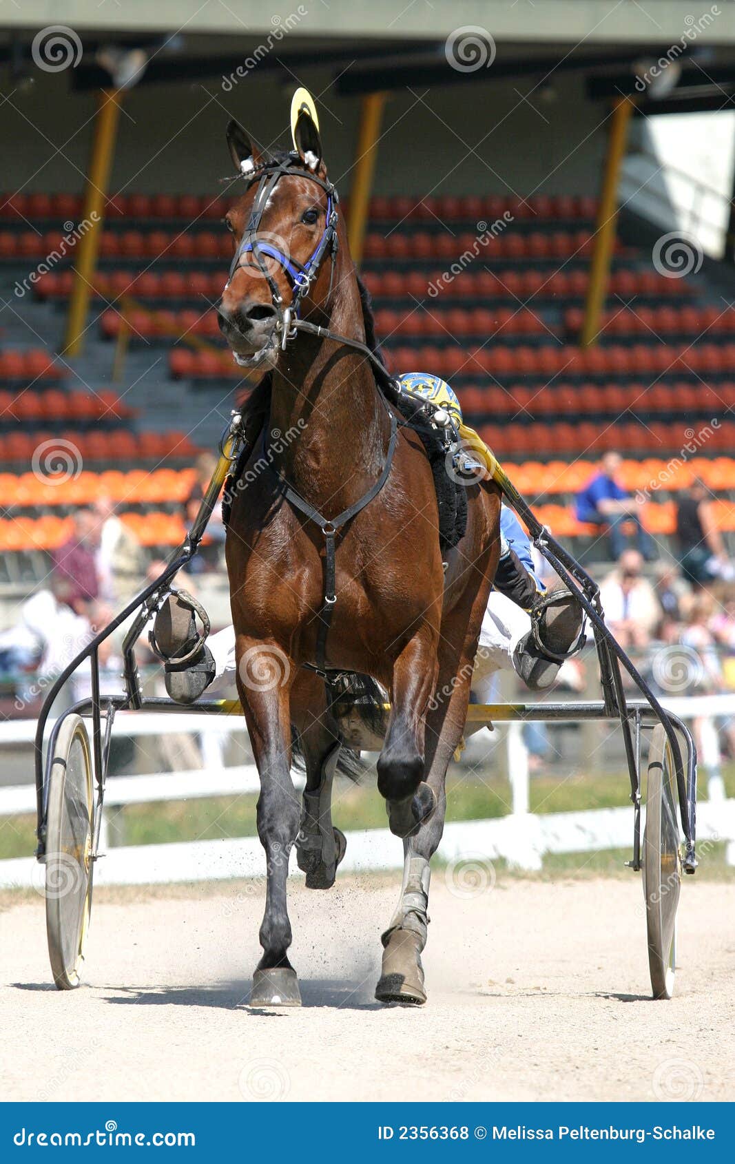 Standardbred stock photo. Image of standardbred, gambling - 2356368