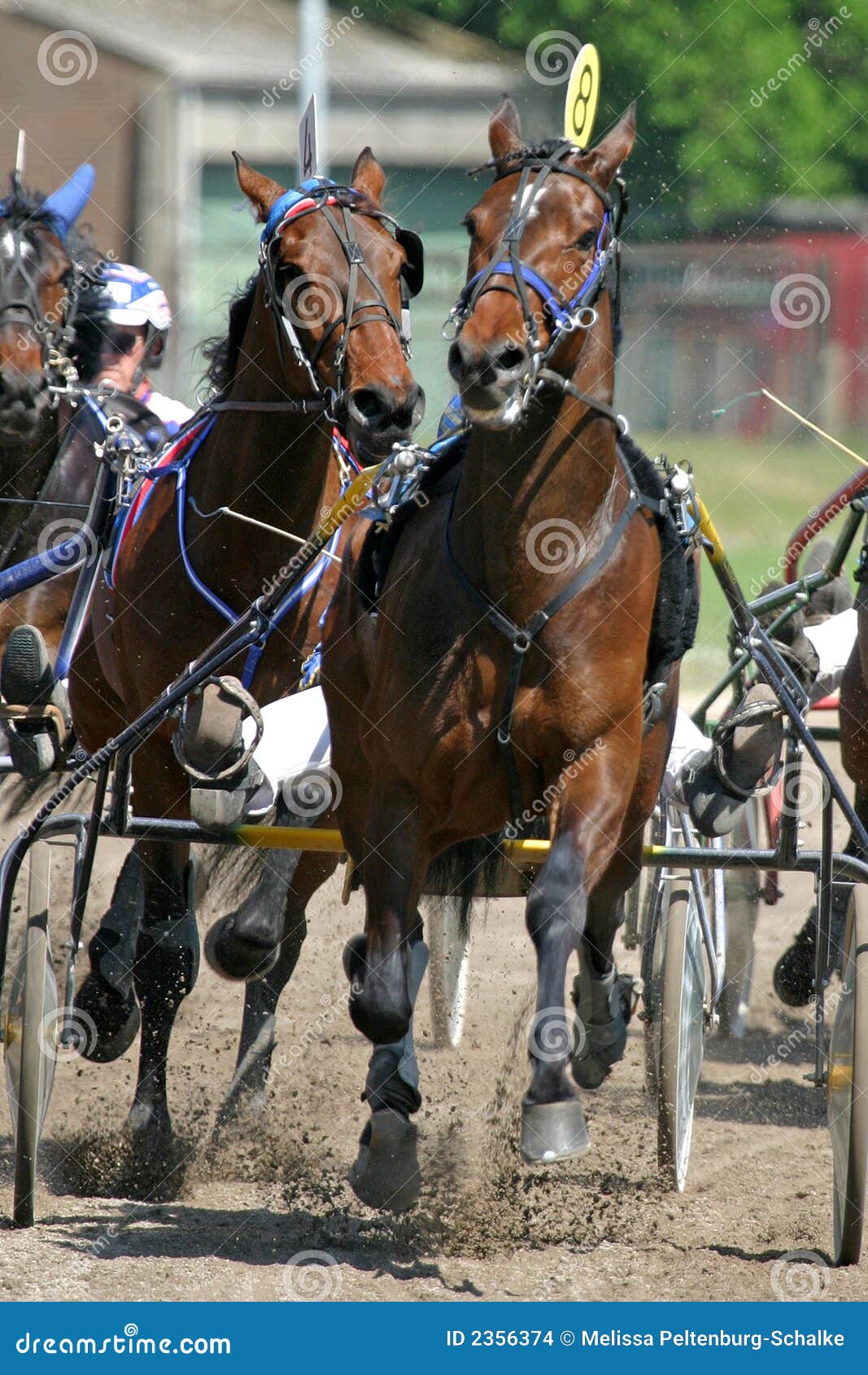 Standardbred stock photo. Image of horses, race, jockey - 2356374